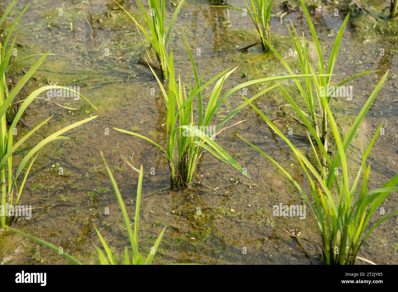 Paddy weed hi-res stock photography and images - Alamy