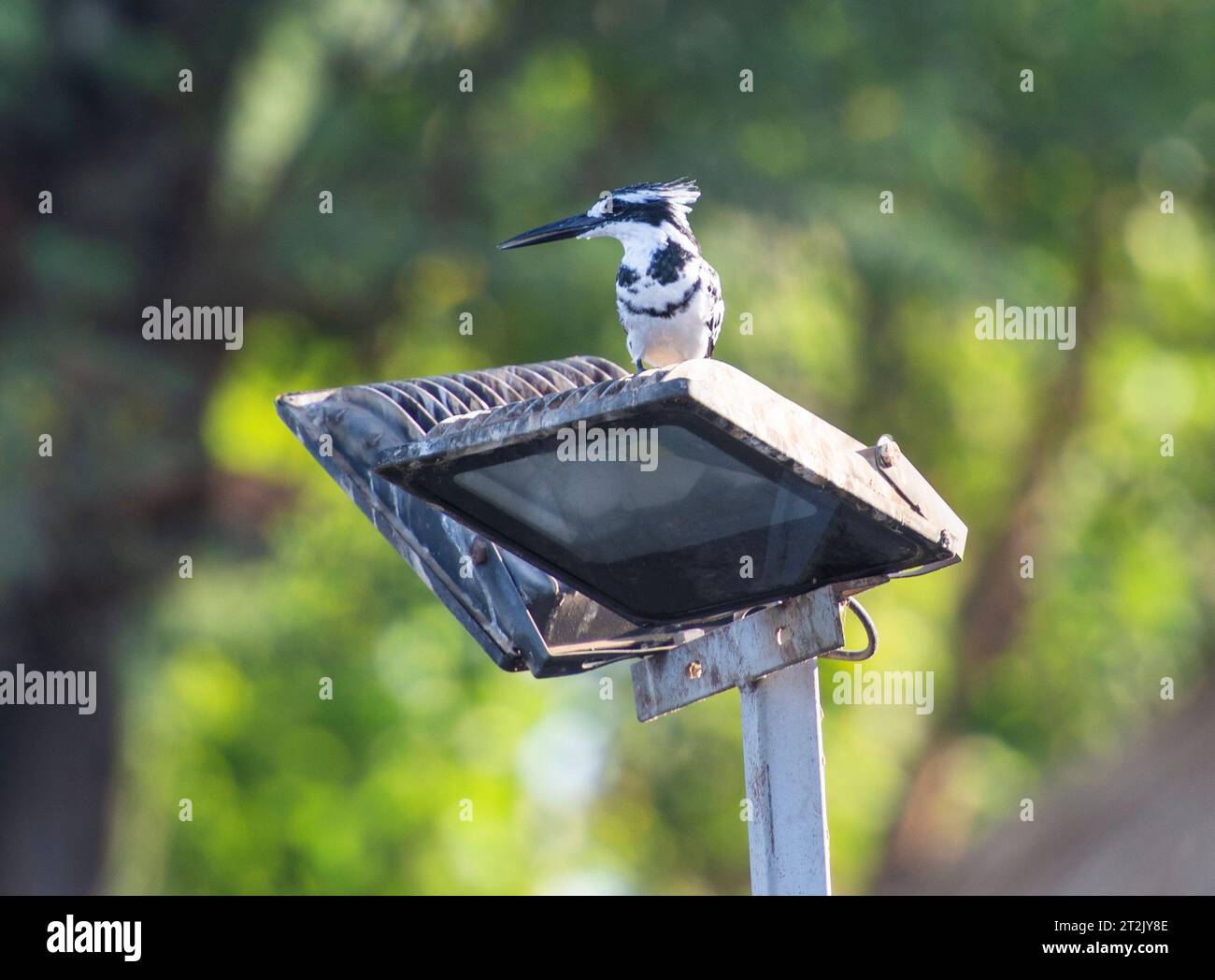 Pied kingfisher ceryle rudis wild bird stood perched on tall spotlight ...