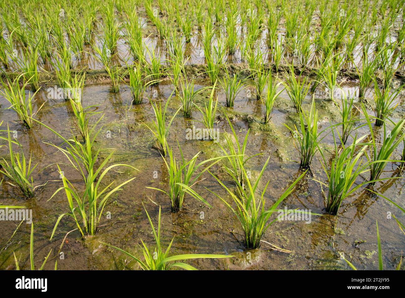 Paddy weed hi-res stock photography and images - Alamy