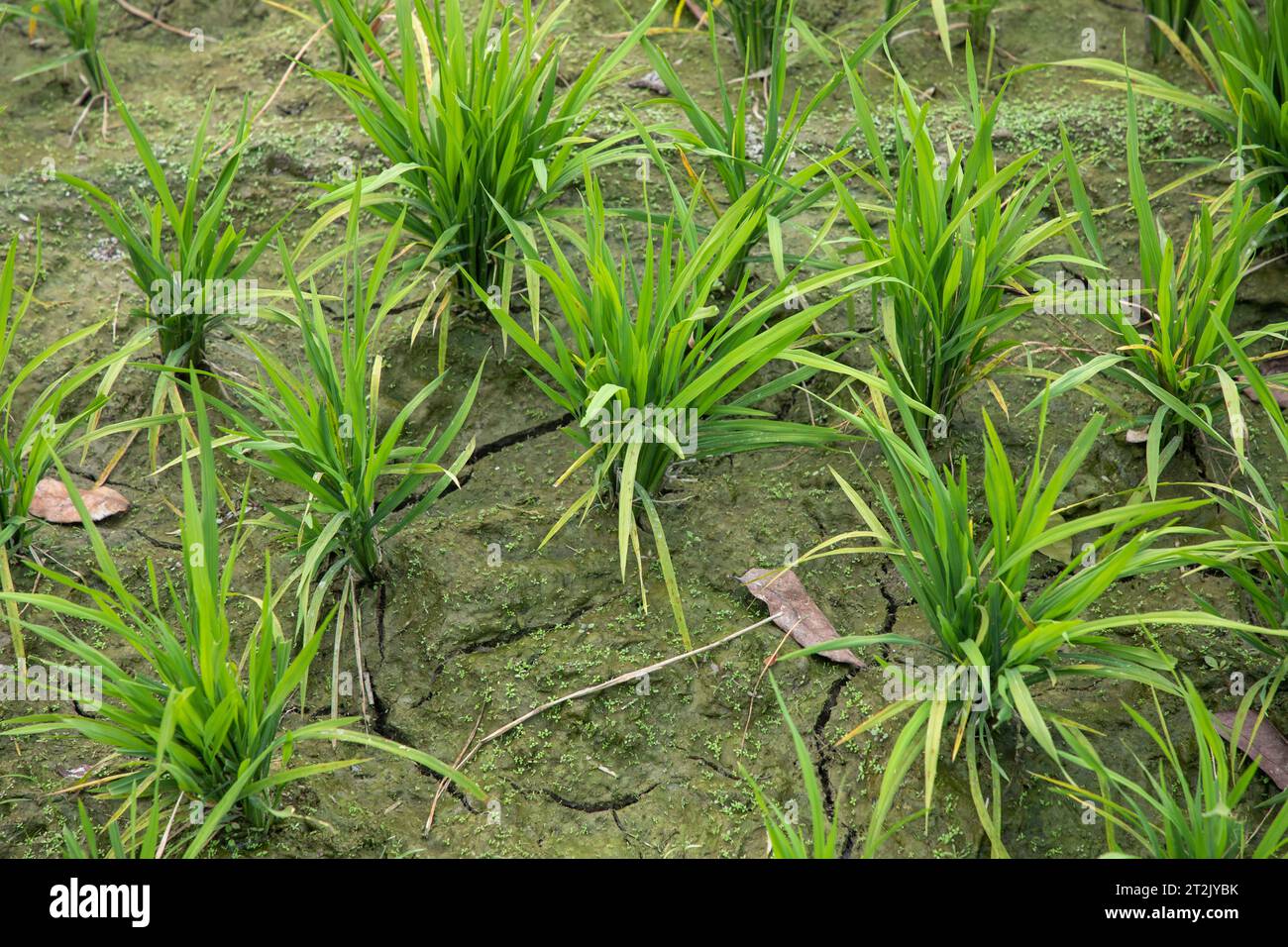 Rice plant in rice paddy field on crack soil. Young rice planted on dry ...