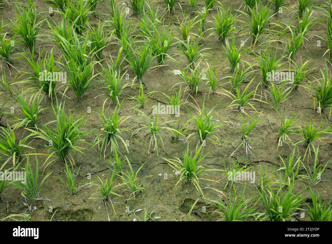 Rice plant in rice paddy field on crack soil. Young rice planted on dry ...