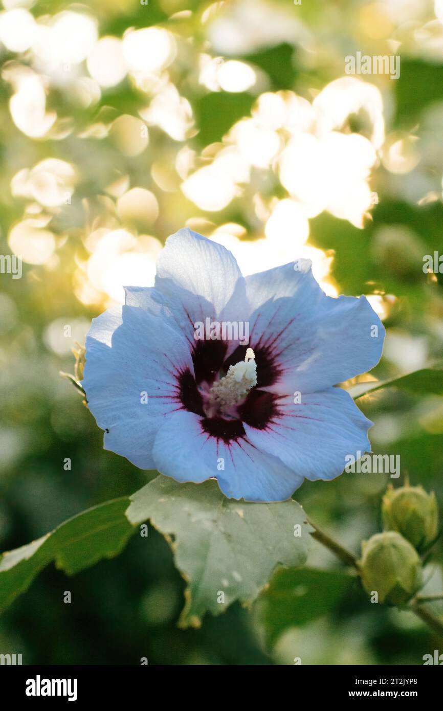 Hibiscus Flower with Ethereal Lighting A captivating photo featuring a ...