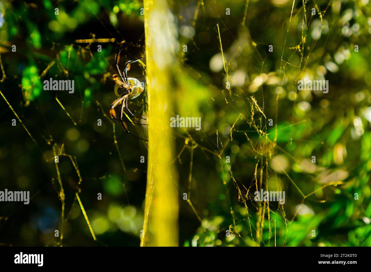 Web weaver hi-res stock photography and images - Alamy