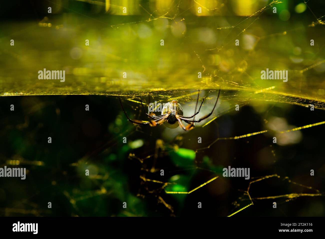 A golden orb web weaver Stock Photo - Alamy