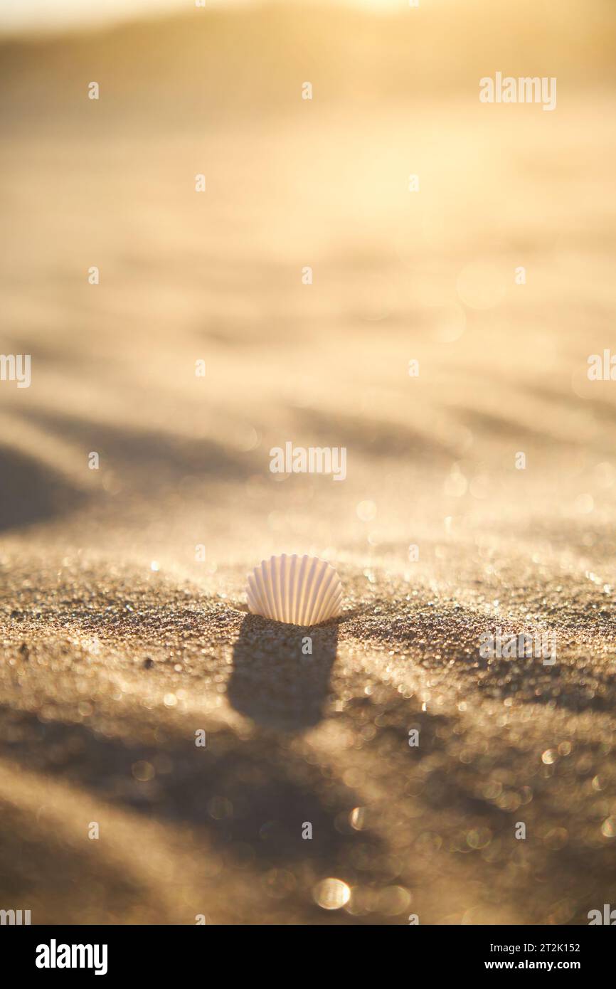 Shell on the yellow sand Stock Photo - Alamy