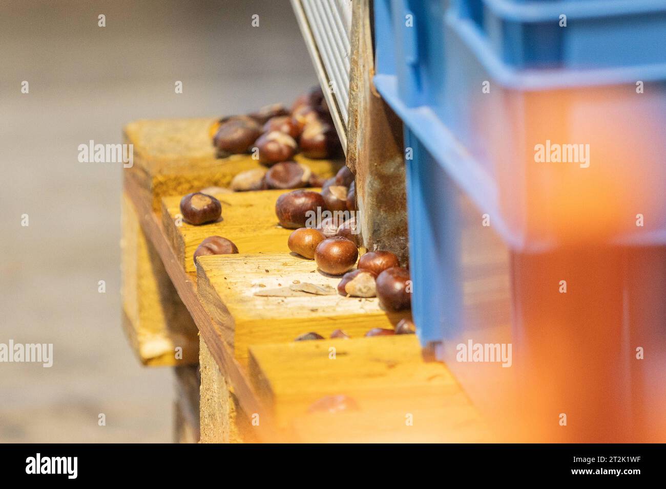 Kastanienaktion bei Haribo Am 20. und 21. Oktober findet bei Haribo ...