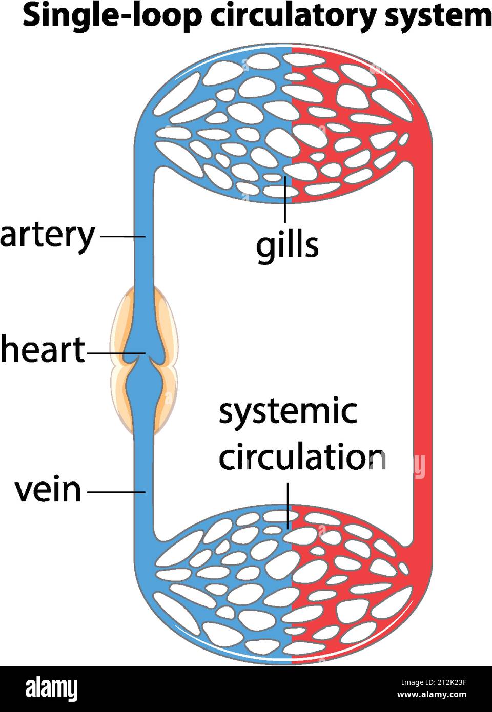 An informative infographic illustrating the single loop circulatory ...