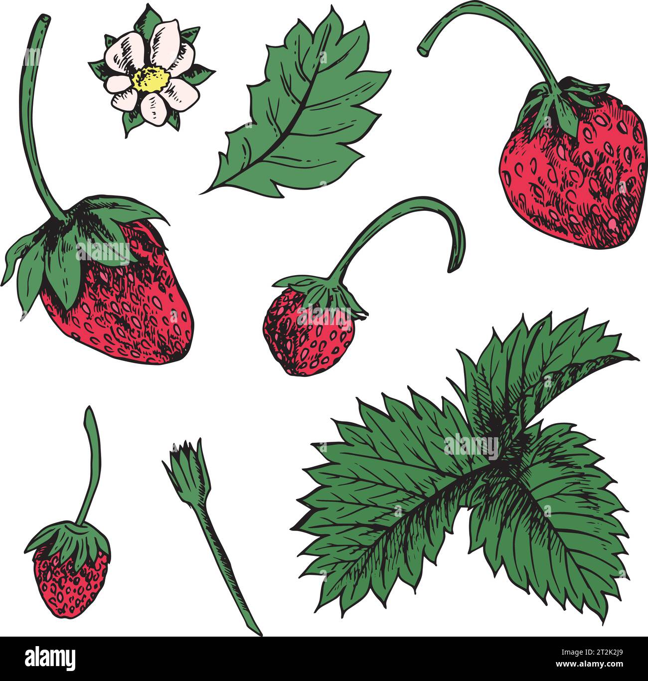Strawberry in sketch color hand drawn style, vector illustration ...