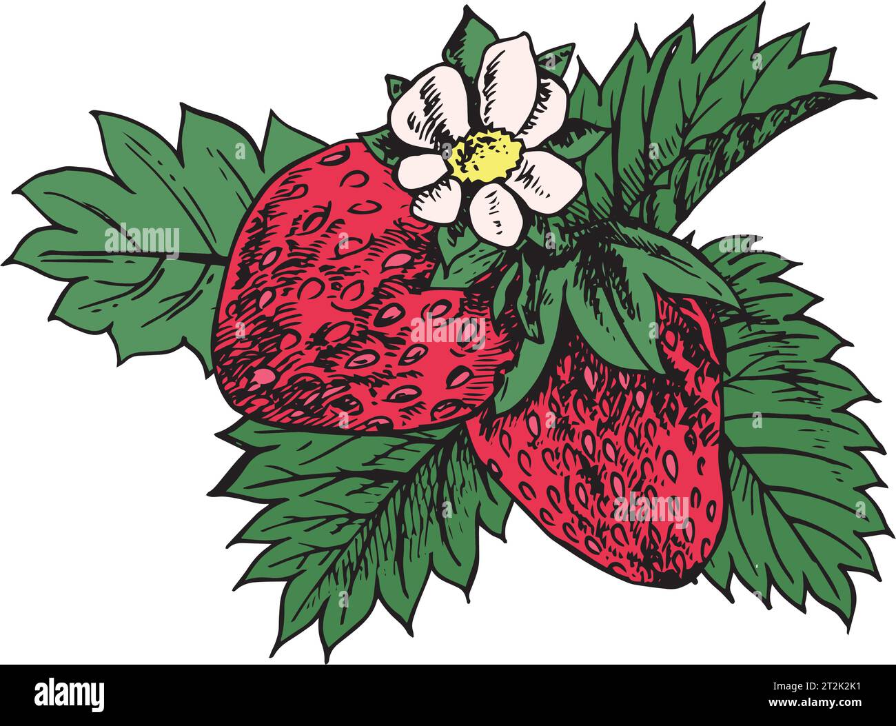 Hand-drawn strawberry sketch. Composition with strawberries, leaves and ...