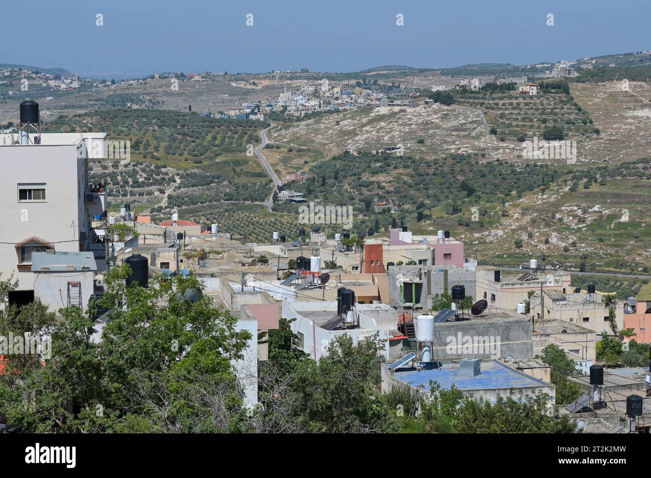 PALESTINE, Jenin, village Anza, olive farming / PALÄSTINA, Jenin, Dorf ...