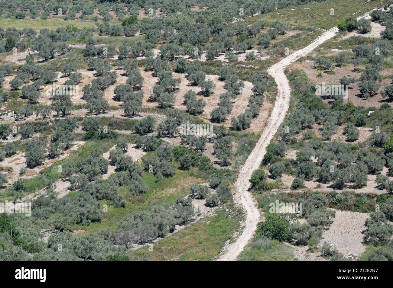 PALESTINE, Jenin, village Anza, olive farming / PALÄSTINA, Jenin, Dorf ...