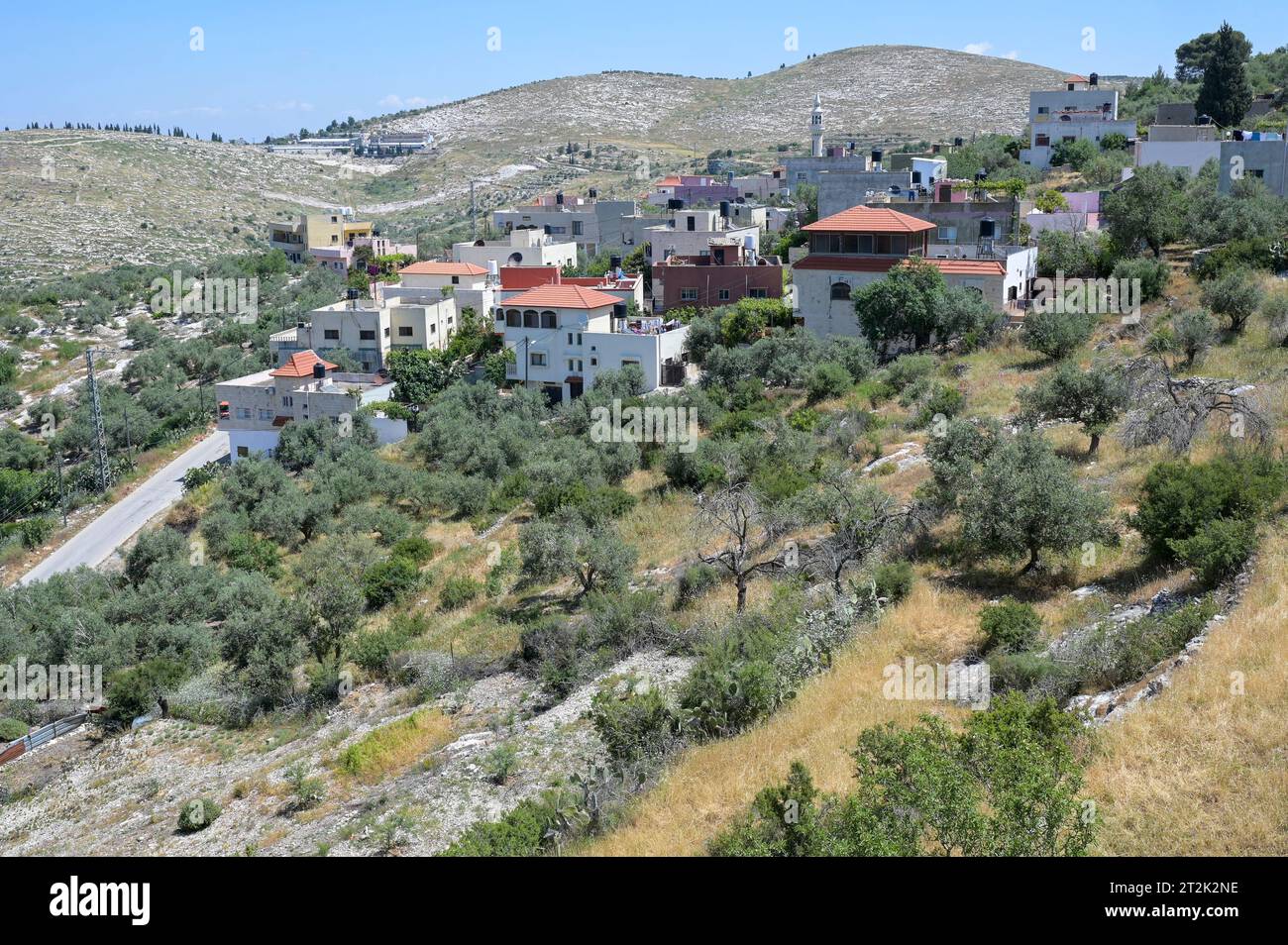 PALESTINE, Jenin, village Anza, olive farming / PALÄSTINA, Jenin, Dorf ...