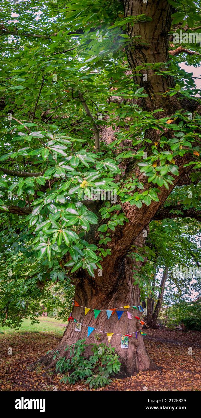 The sweet chestnut tree that has been voted tree of the year for 2023 ...