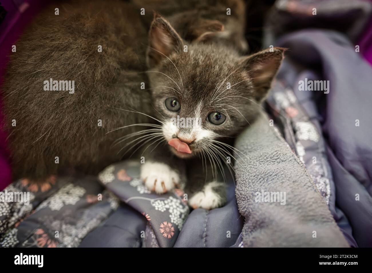 A small gray kitten stuck out its tongue, licking its lips Stock Photo ...