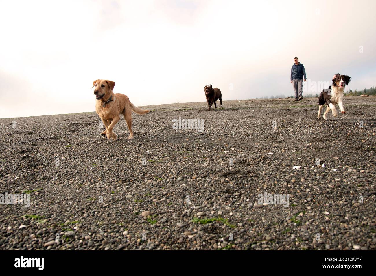After a stick hi-res stock photography and images - Alamy
