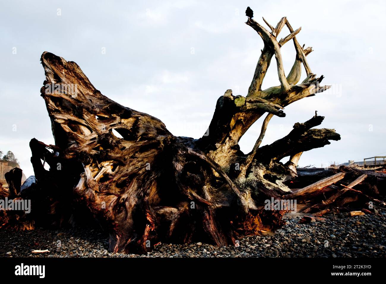 A black crow sits on top of a root system from a giant tree that has ...