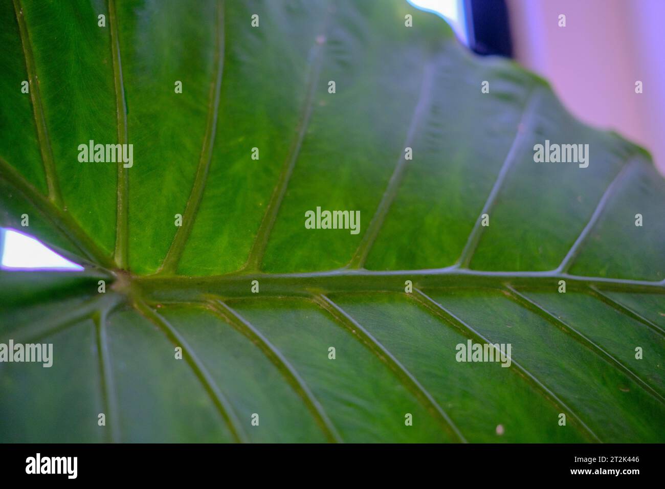 detail of the veining of a large green leaf. High quality photo Stock ...