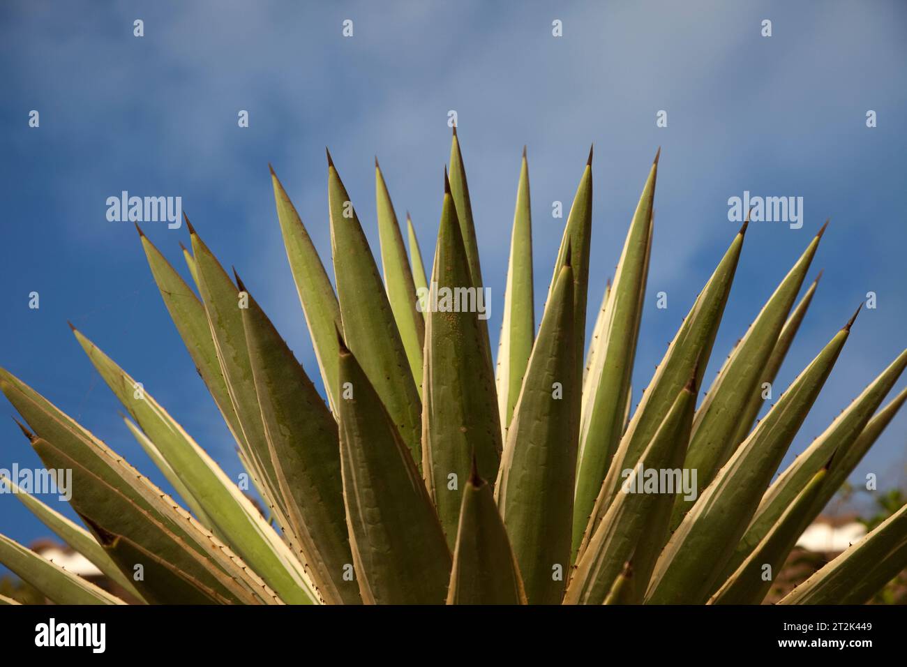 An aloe vera plant in Mexico Stock Photo - Alamy