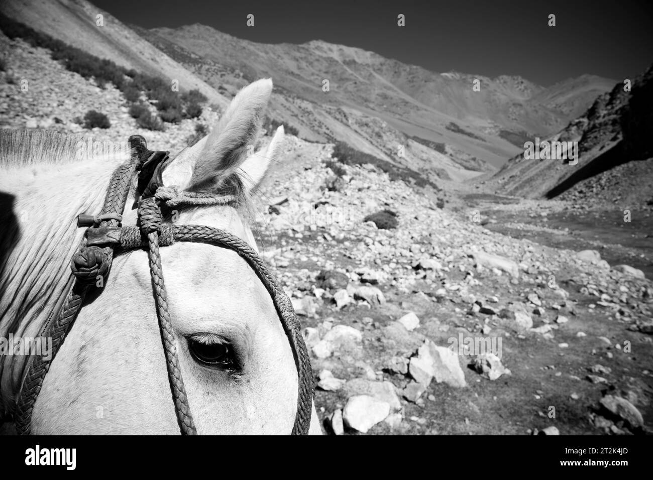 A horse gazes at the camera with a high alpine valley in the background ...