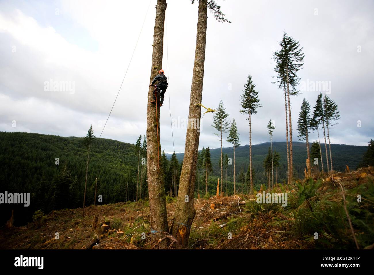 A logger climbs a tree in a clear-cut area outside Forks, WA Stock ...