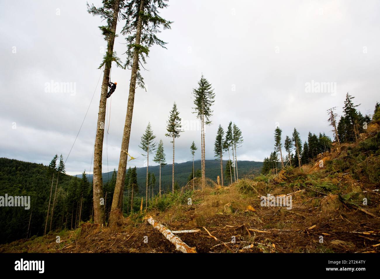 A logger climbs a tree in a clear-cut area outside Forks, WA Stock ...
