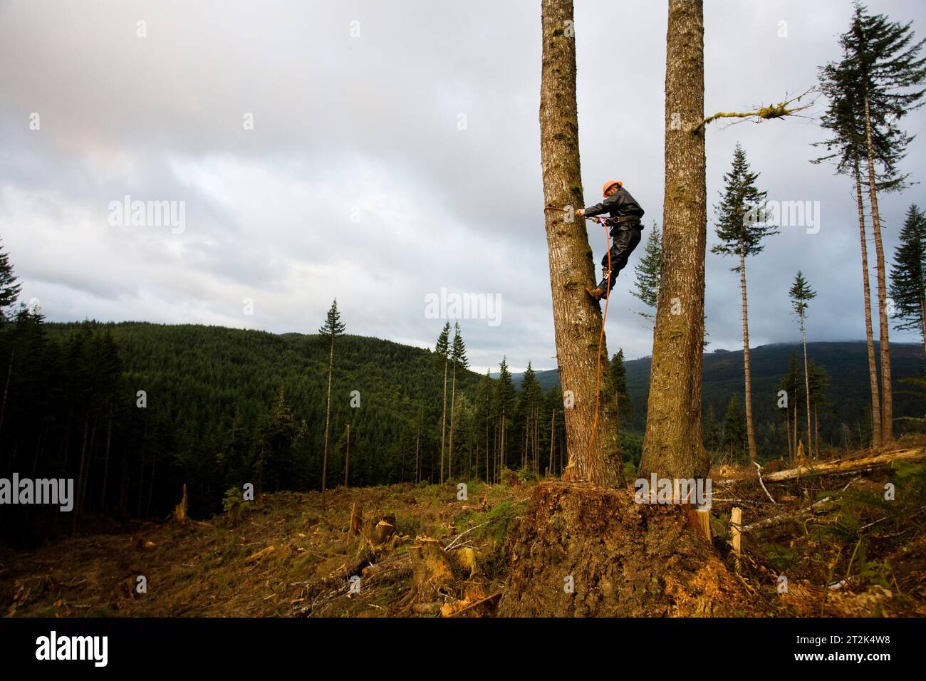 A logger climbs a tree in a clear-cut area outside Forks, WA Stock ...