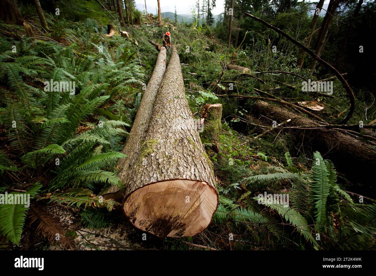 Large scale forest cuts hi-res stock photography and images - Alamy