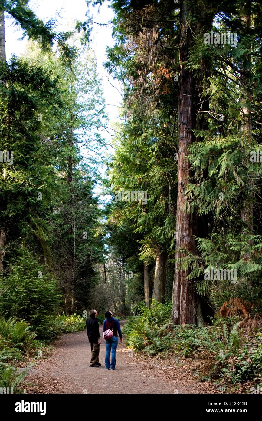 A young couple look up at the impressive trees in Seward Park, near ...