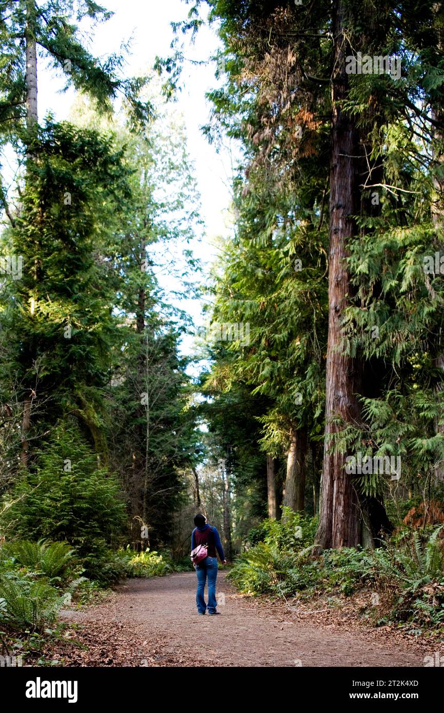 A young woman looks up at the impressive trees in Seward Park, near ...