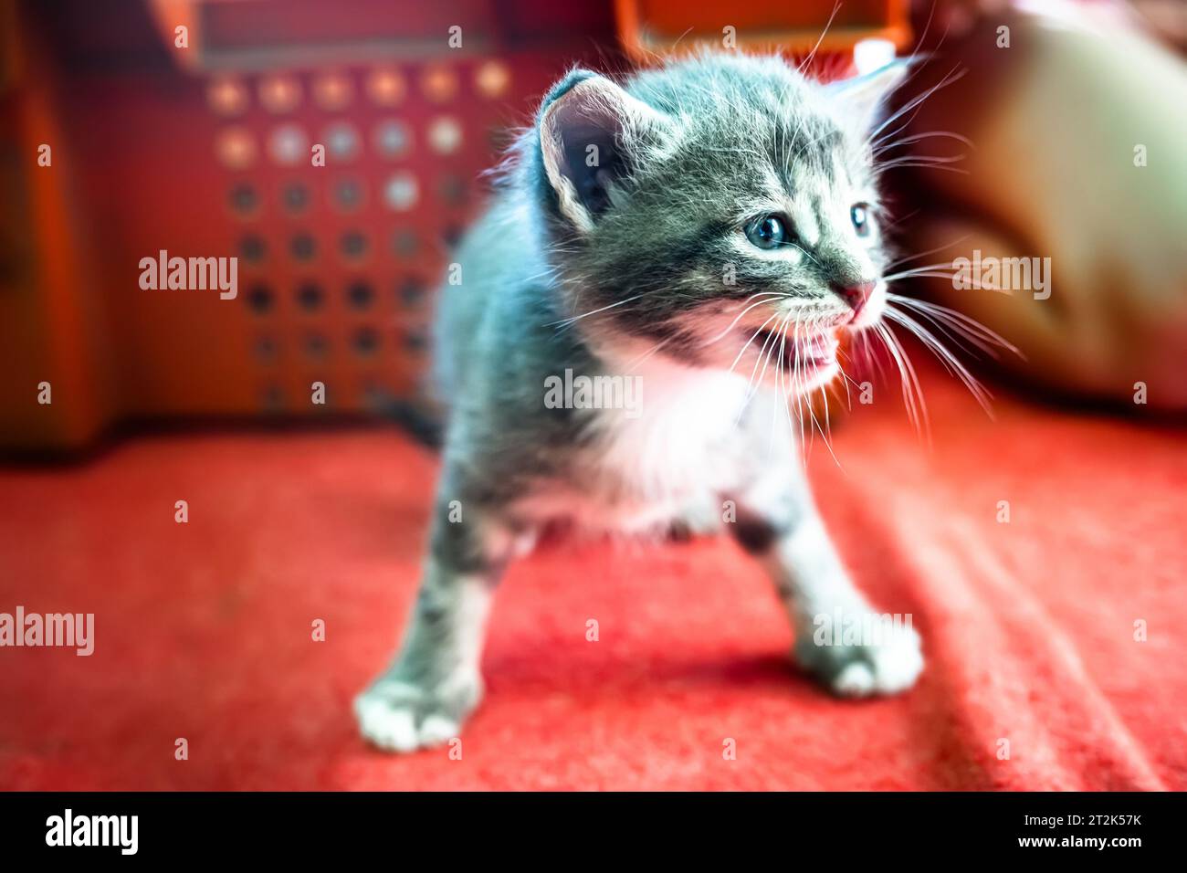brand-new kitten takes its first steps into the unknown Stock Photo - Alamy