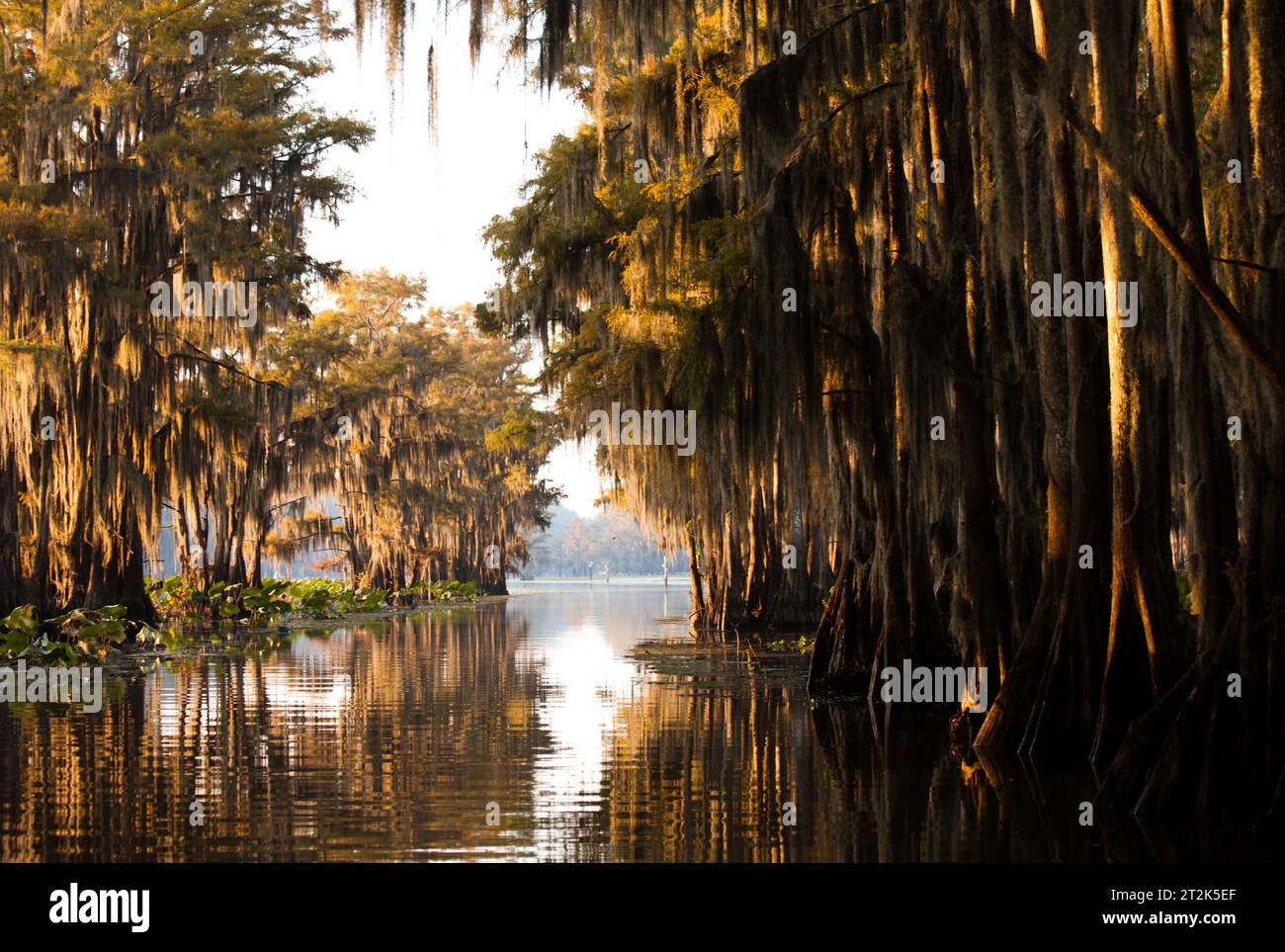 Cypress trees in a lake hi-res stock photography and images - Alamy