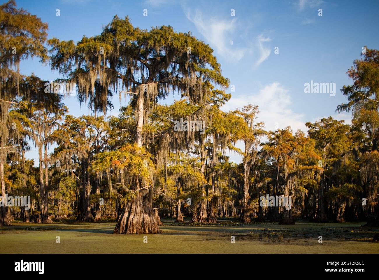 Landscape scene of a beautiful lake and cypress trees and colors of ...