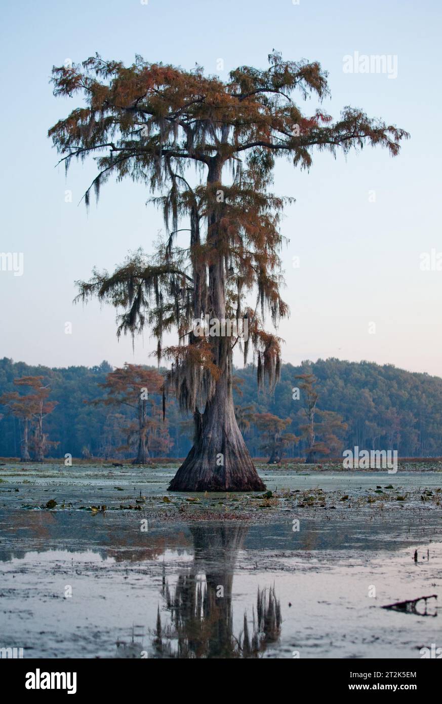 Landscape scene of a beautiful lake and cypress trees and colors of ...