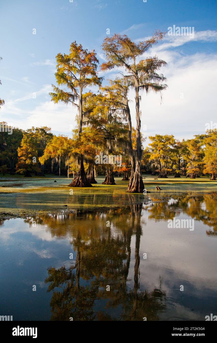 Landscape scene of a beautiful lake and cypress trees and colors of ...