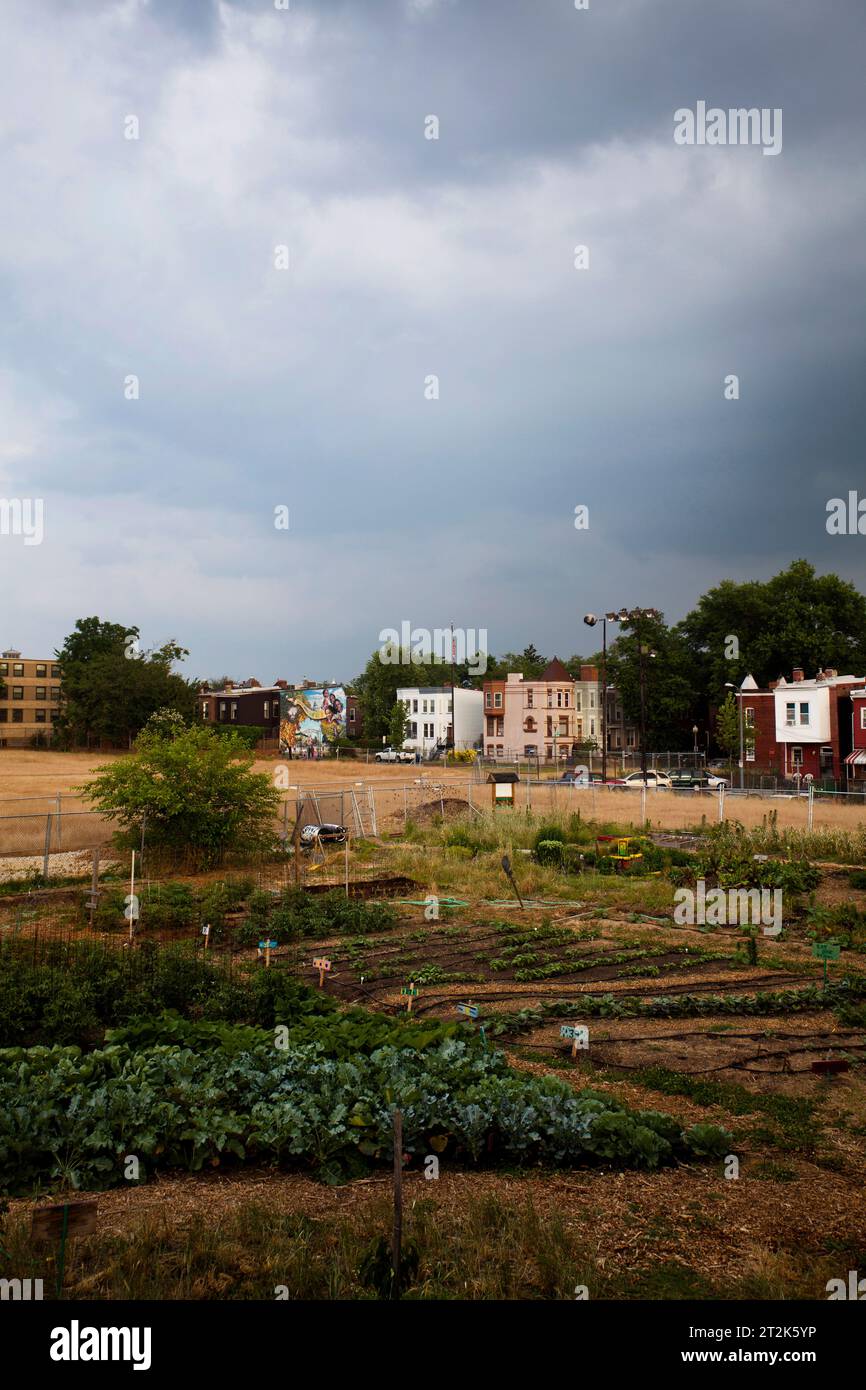An urban farm in Washington DC, where farmers grow food for the ...