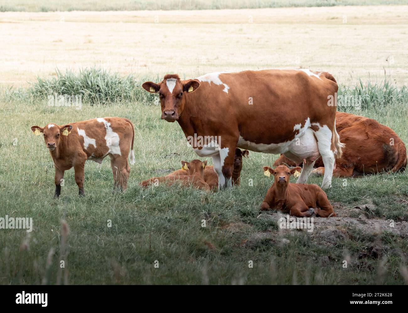 Brown beef cow hi-res stock photography and images - Alamy