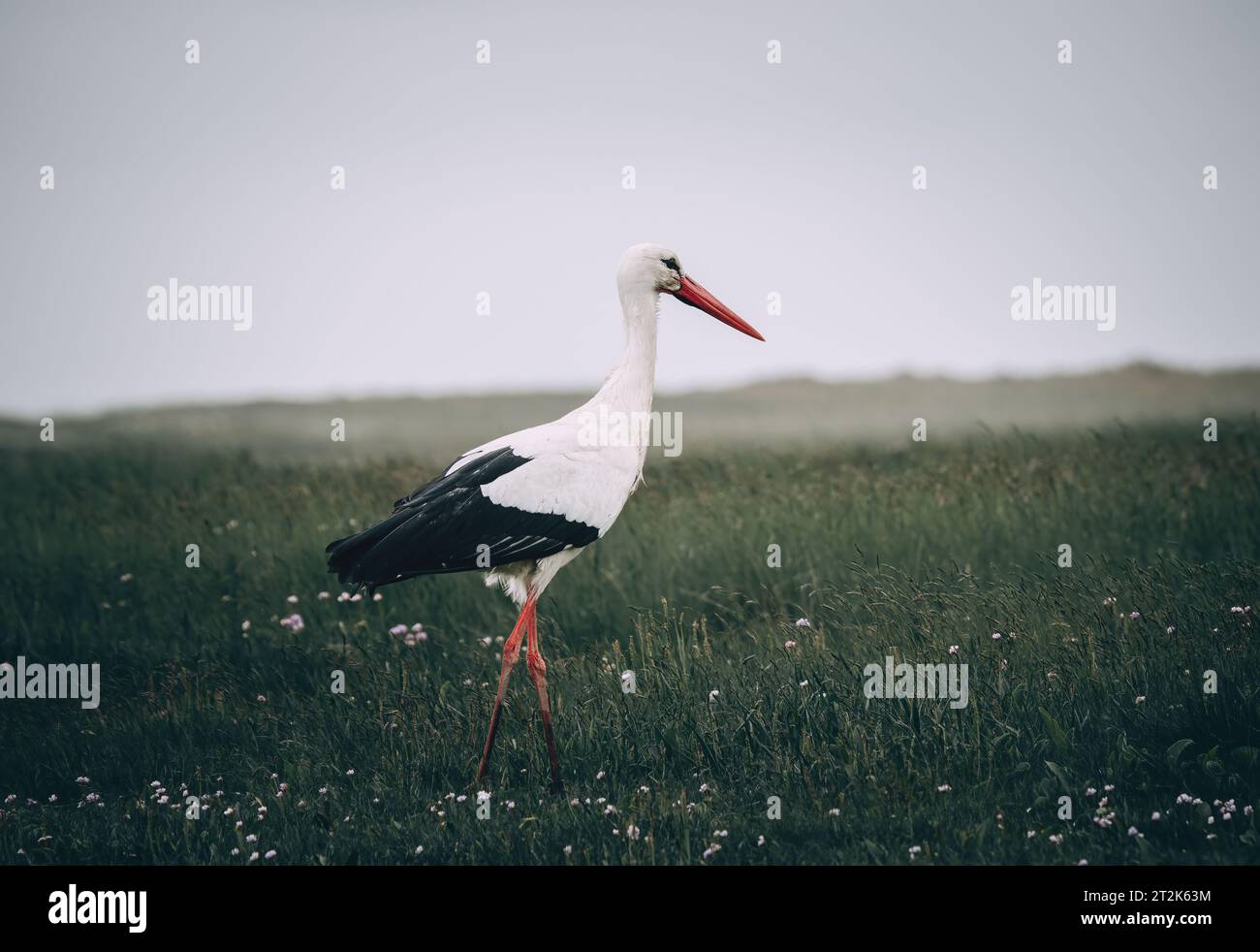 large white stork stands in a field Stock Photo - Alamy