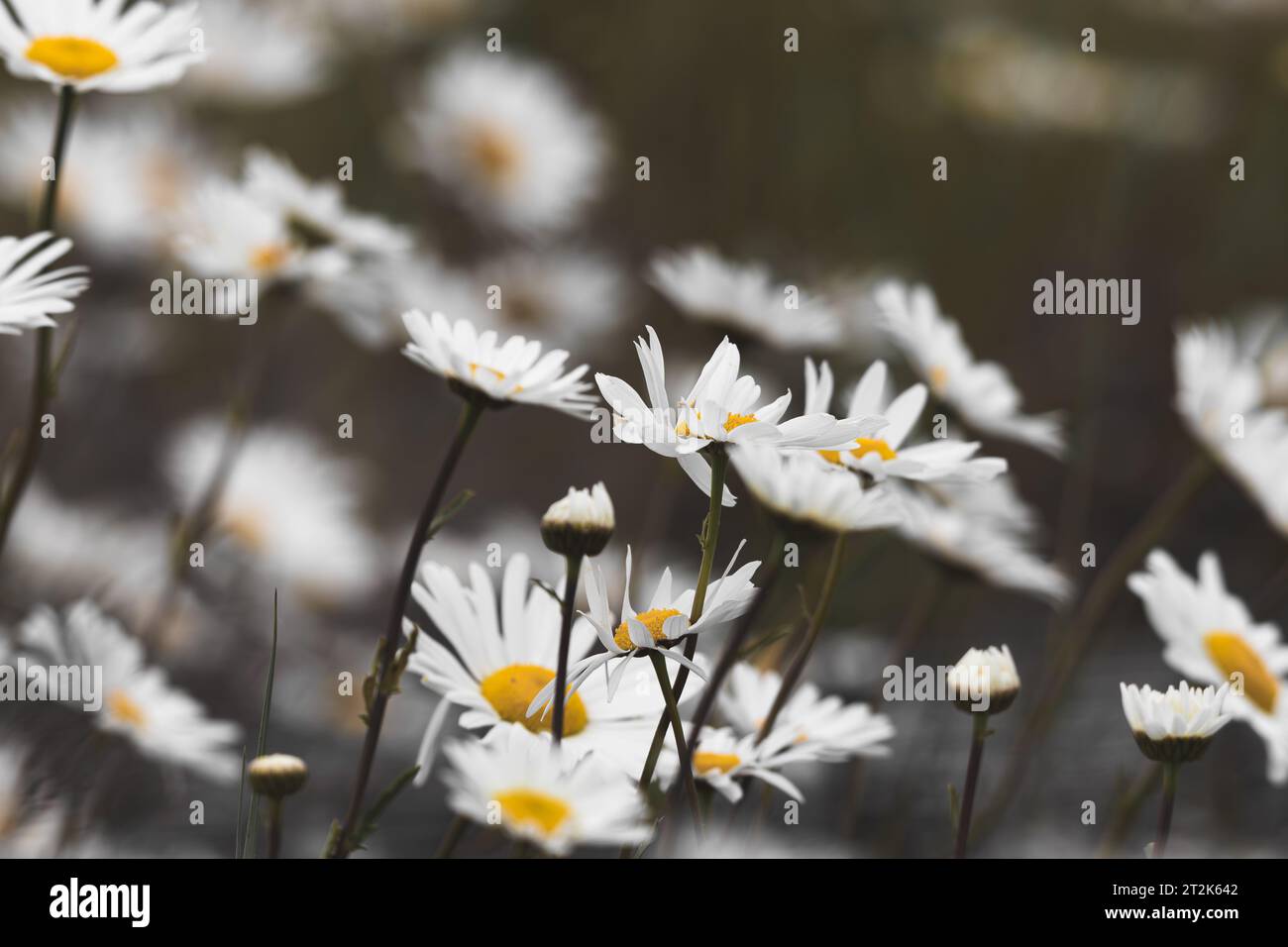 Beautiful chamomile field blooming summer hi-res stock photography and ...
