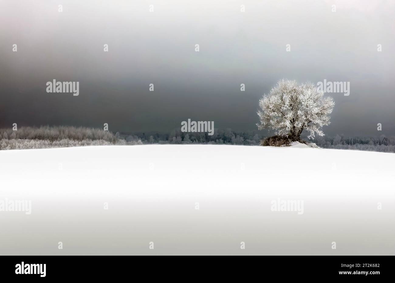 Frosted trees on a cold winter evening Stock Photo - Alamy