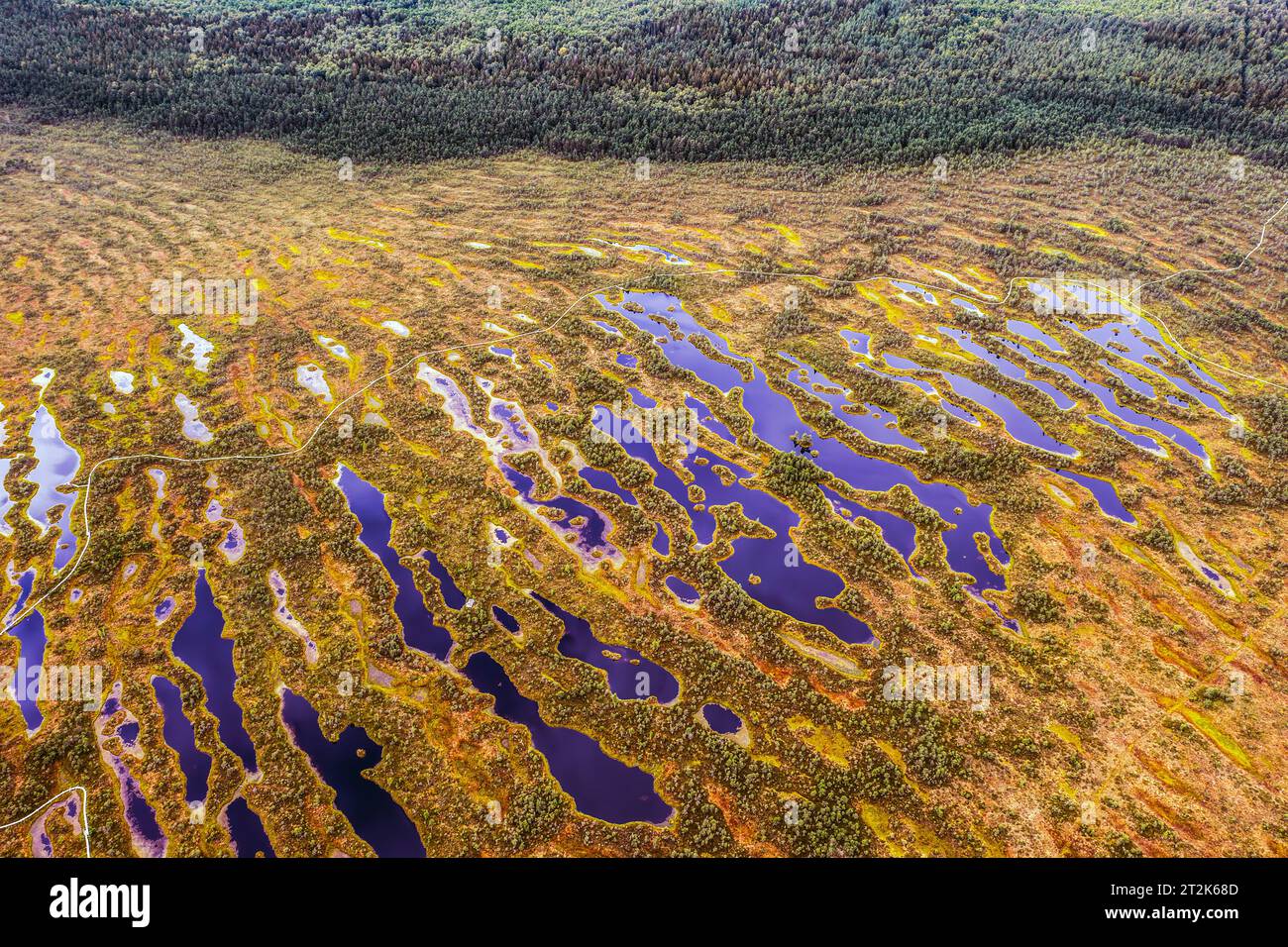 The swamp is photographed by a drone Stock Photo - Alamy