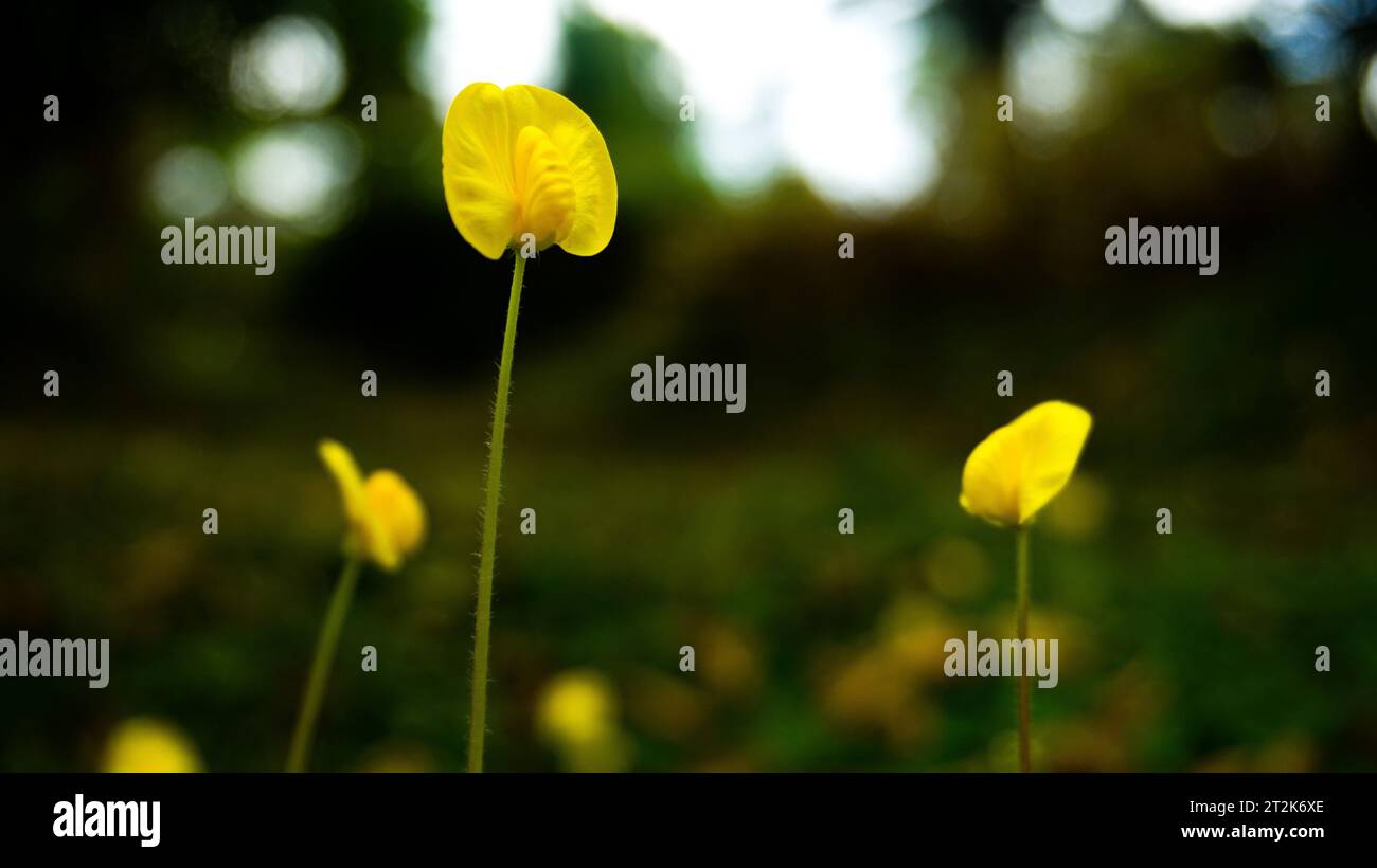 yellow flowers that stand on long stalks Stock Photo - Alamy