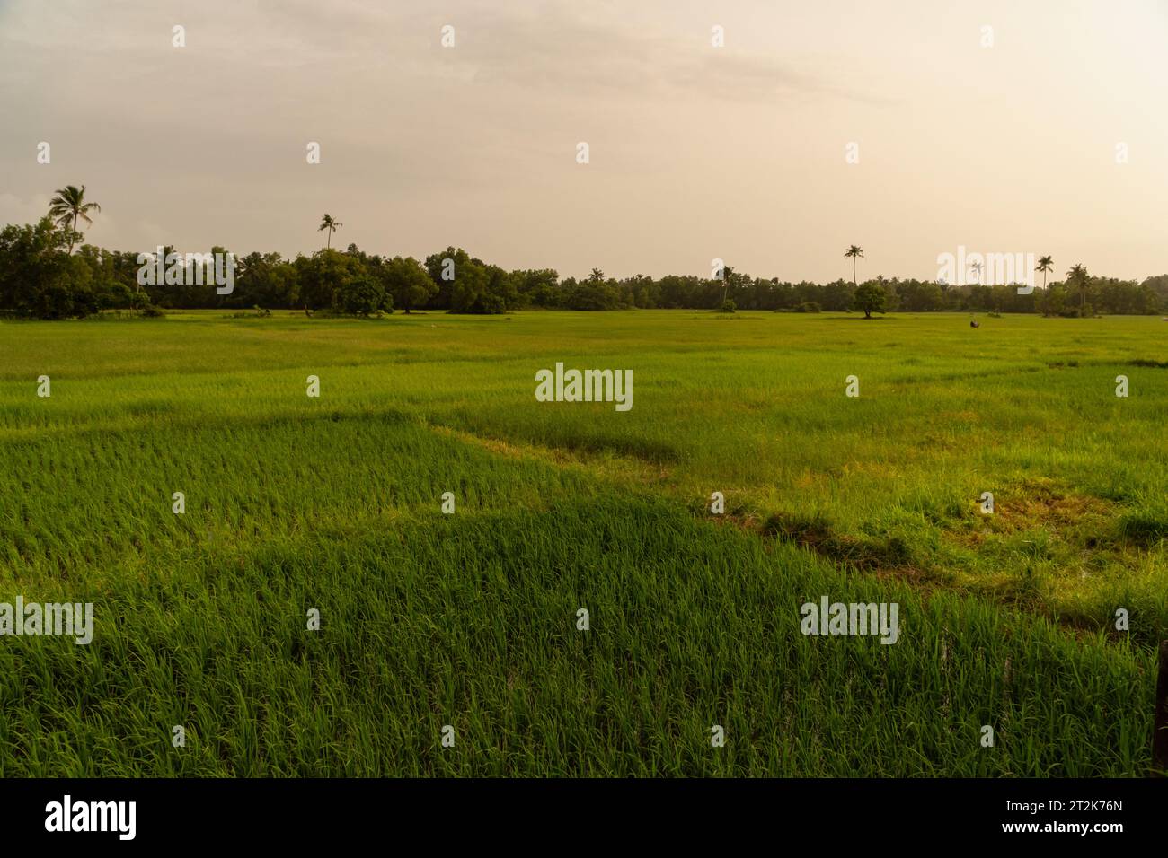 Greenery view hi-res stock photography and images - Alamy