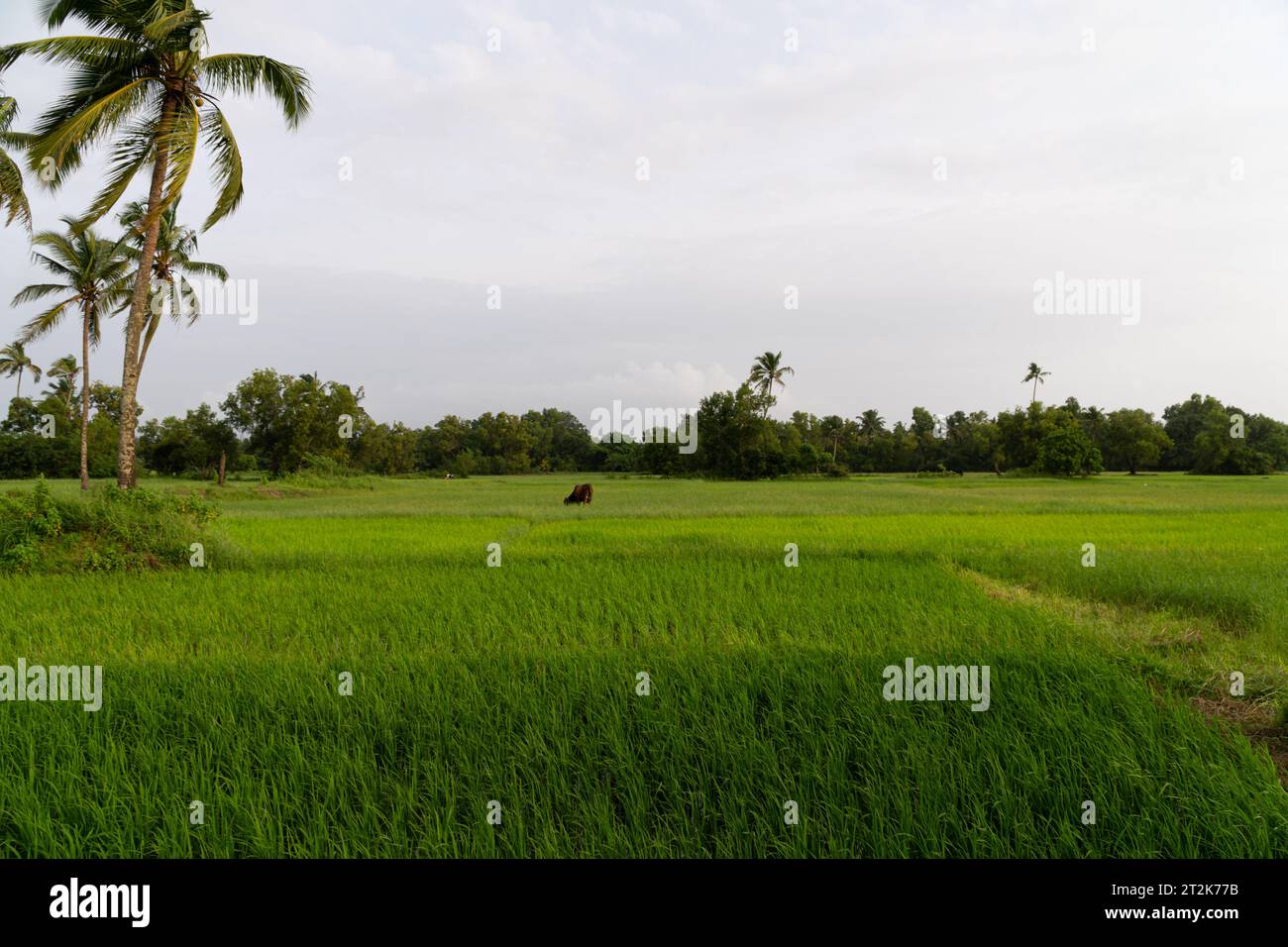 Wallpaper of paddy field hi-res stock photography and images - Alamy