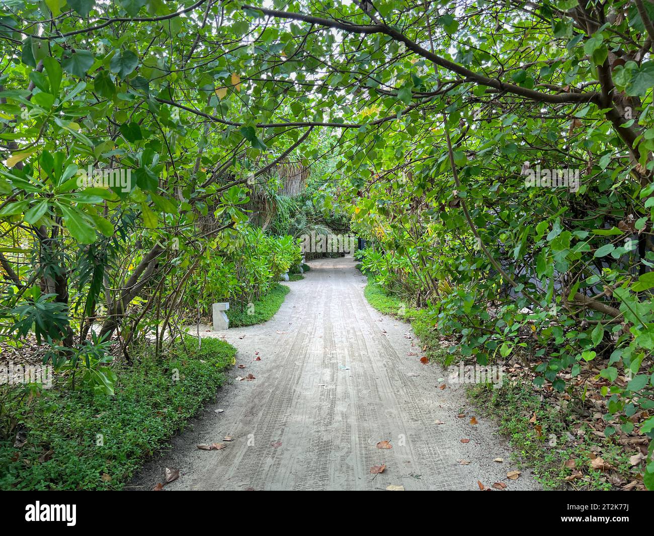 Beautiful view of a sandy pathway surrounded by lush green trees and ...