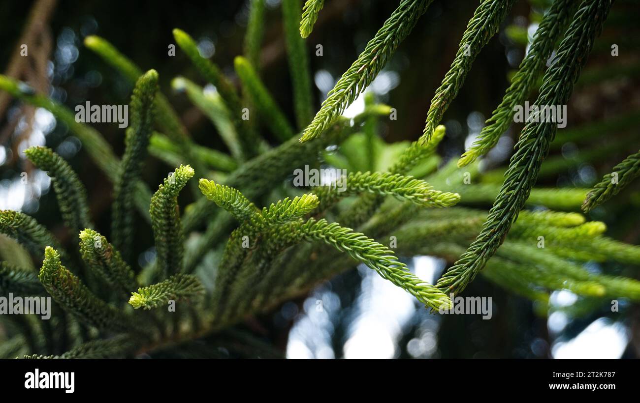 Pine tree green hi-res stock photography and images - Alamy