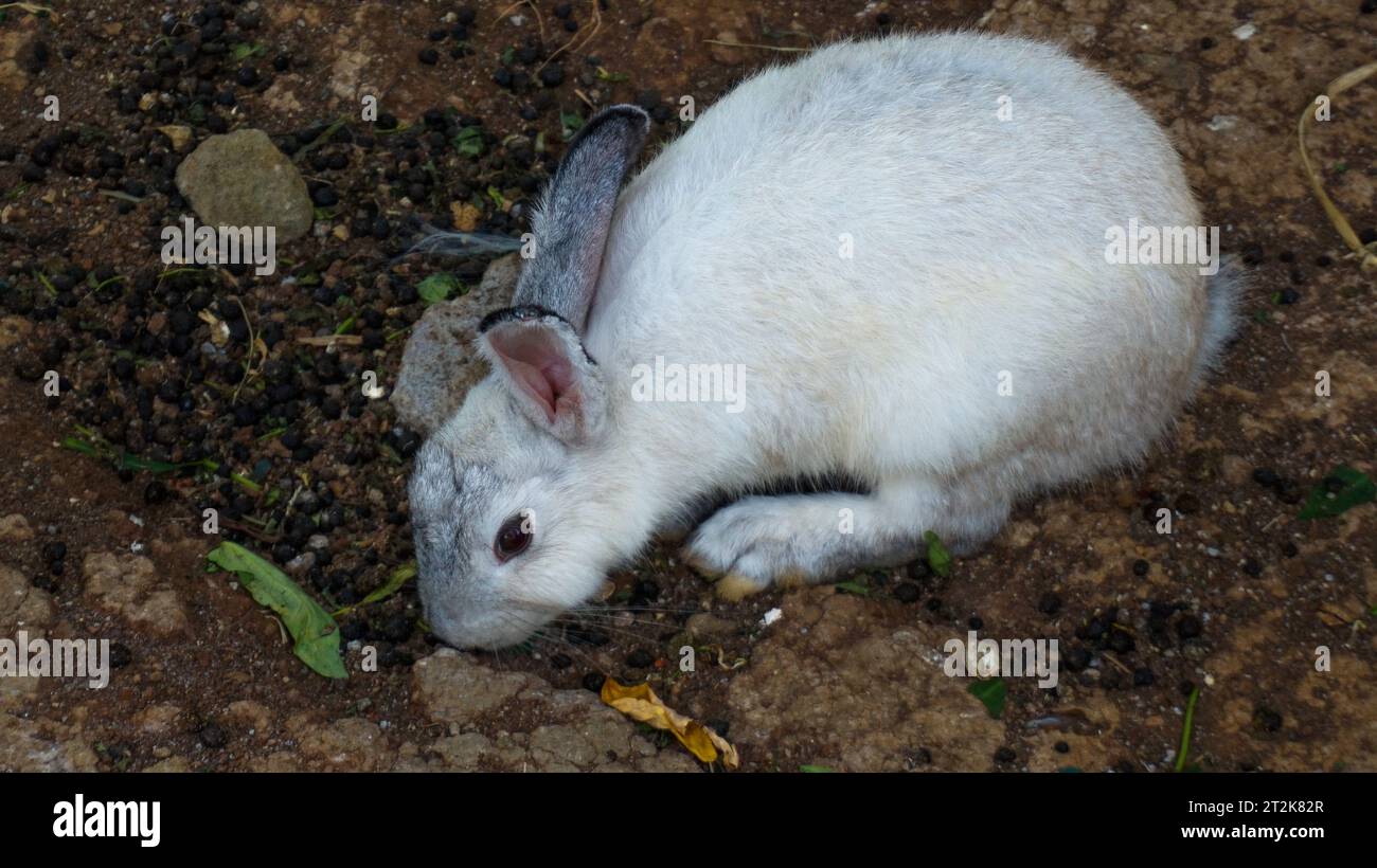 An adorable rabbit is in his territory Stock Photo - Alamy