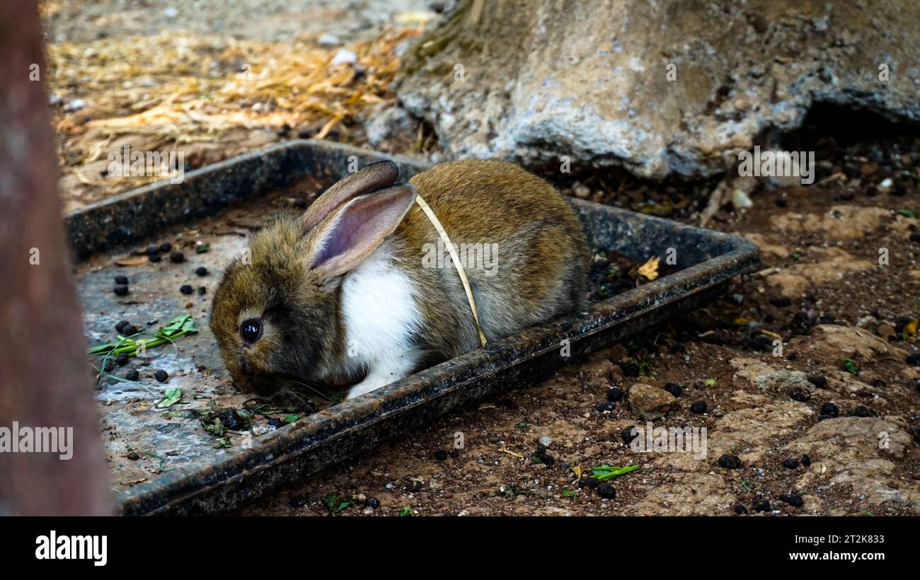 An adorable rabbit is in his territory Stock Photo - Alamy