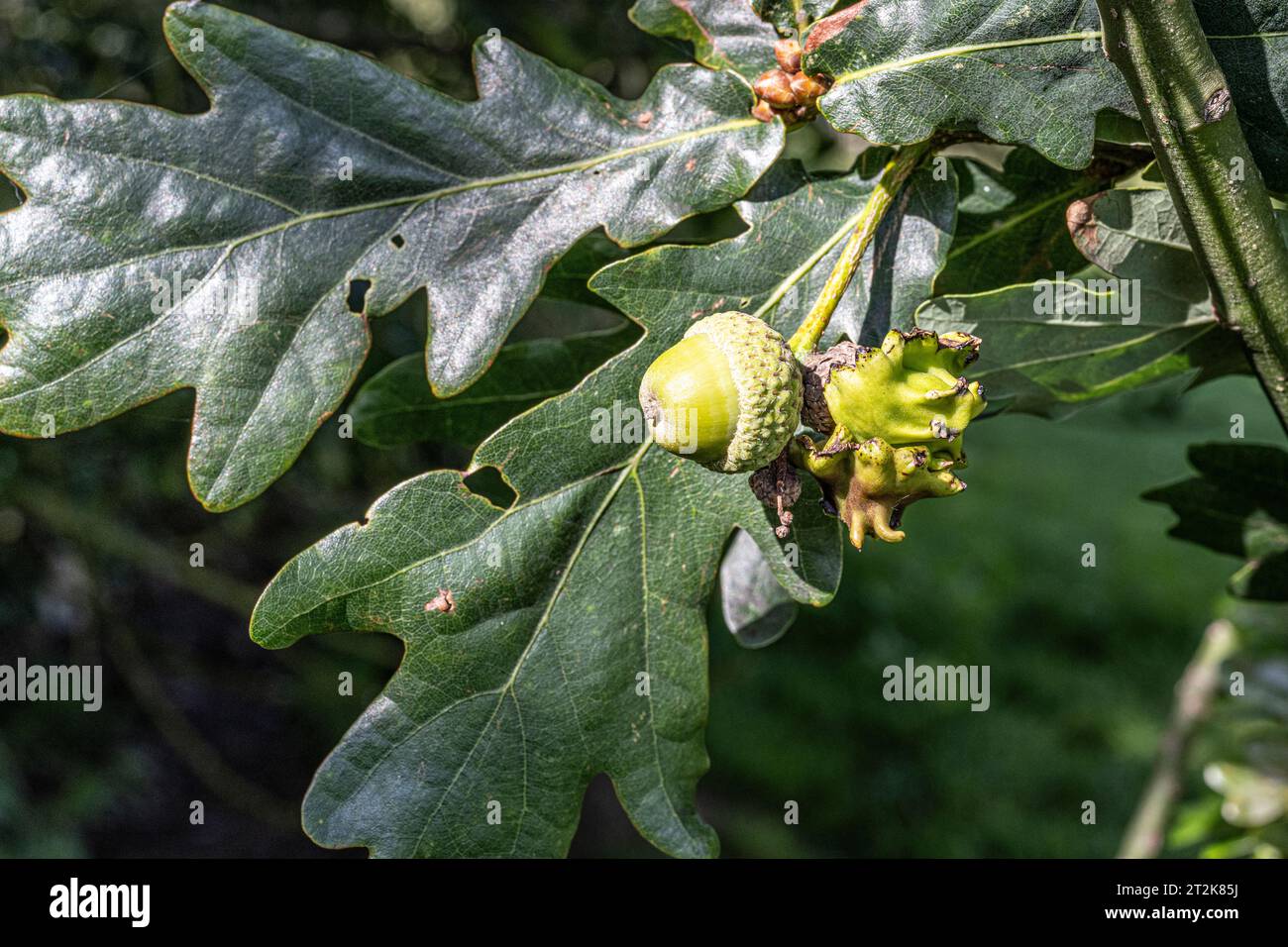 English Oak, Quercus robur, normal acorn and acorn parasitised by a ...