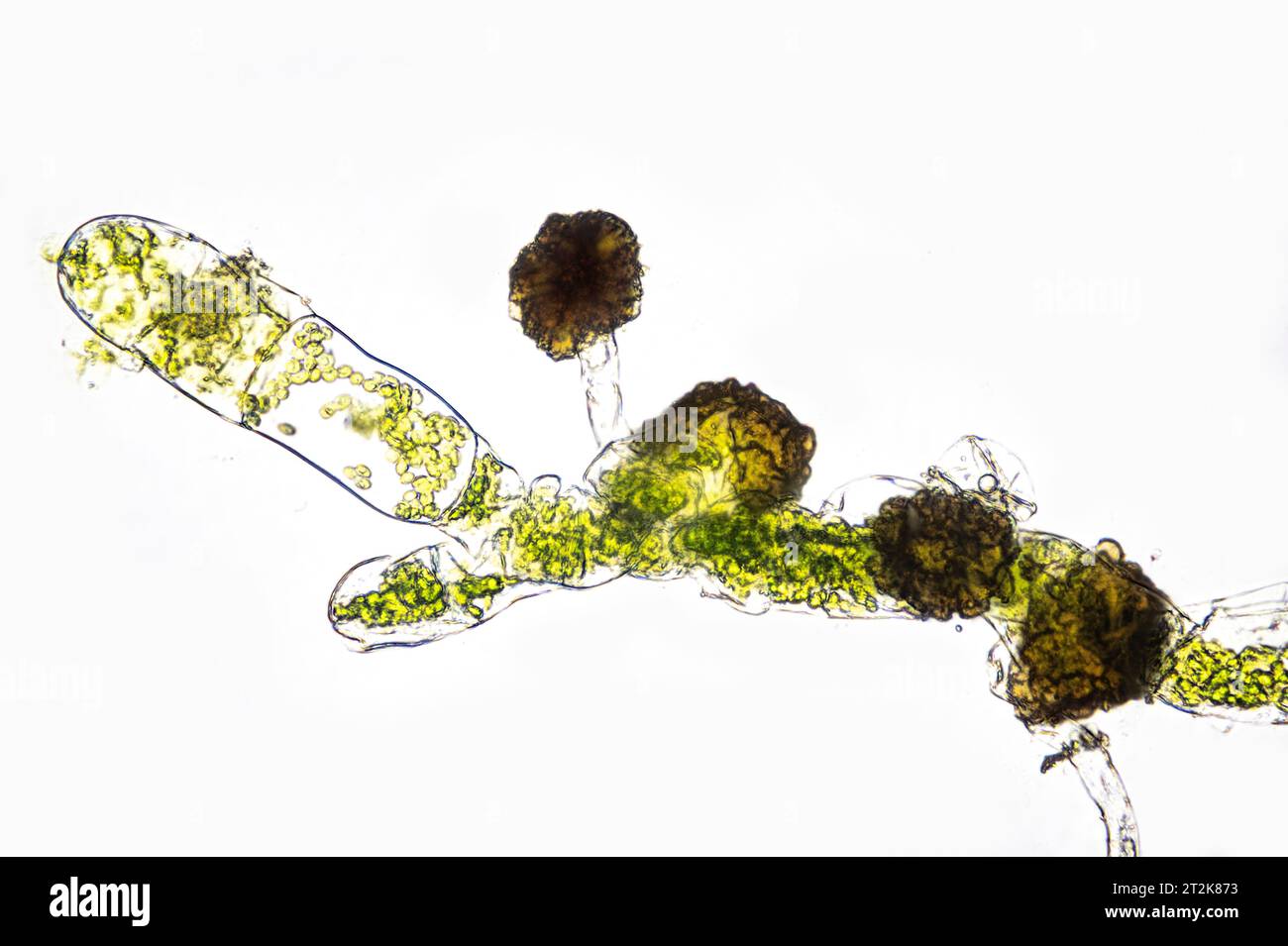 Harts Tongue Fern, Asplenium scolopendrium, spores germinating and ...
