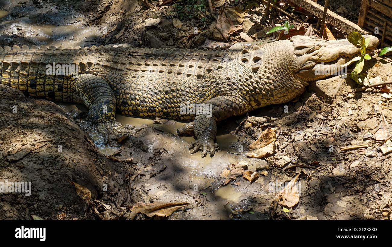 Crocodile hunter zoo hi-res stock photography and images - Alamy